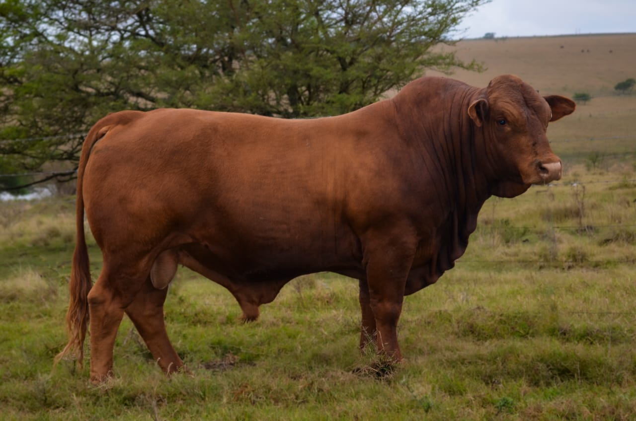 RUSHMERE BEEFMASTER BULL SALE RESULTS