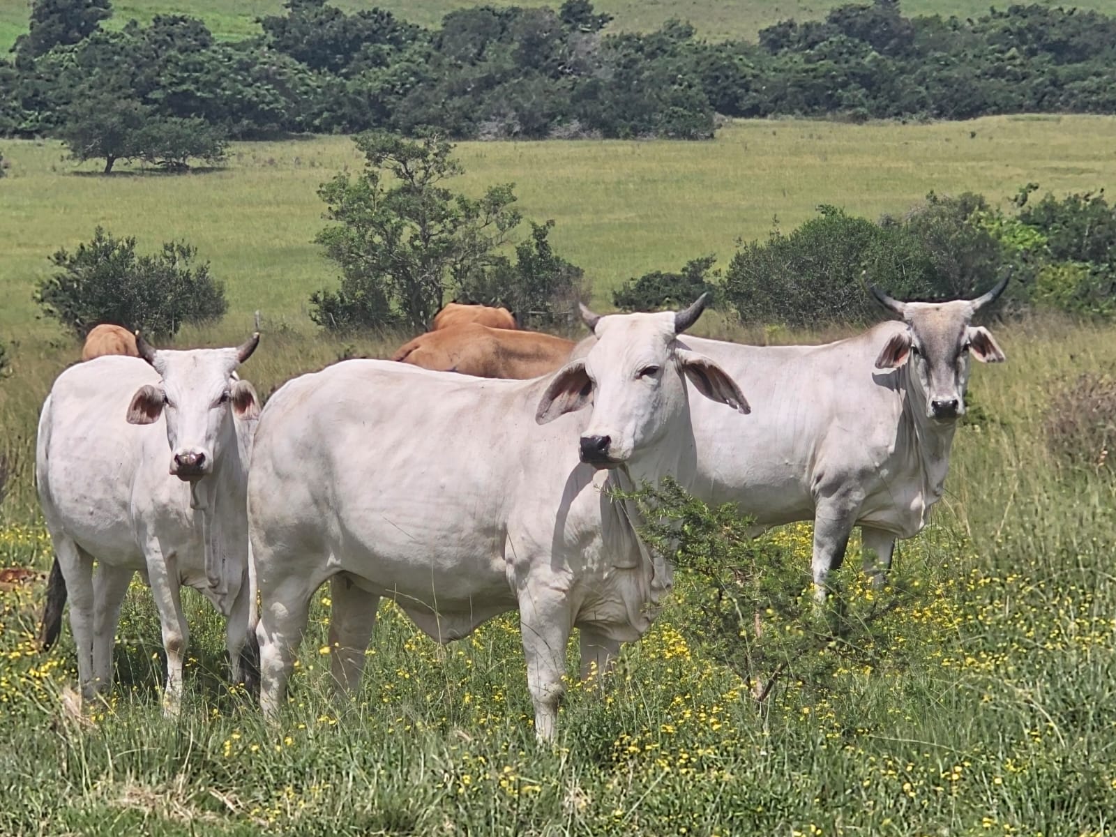 MACLEANTOWN SALE RESULTS